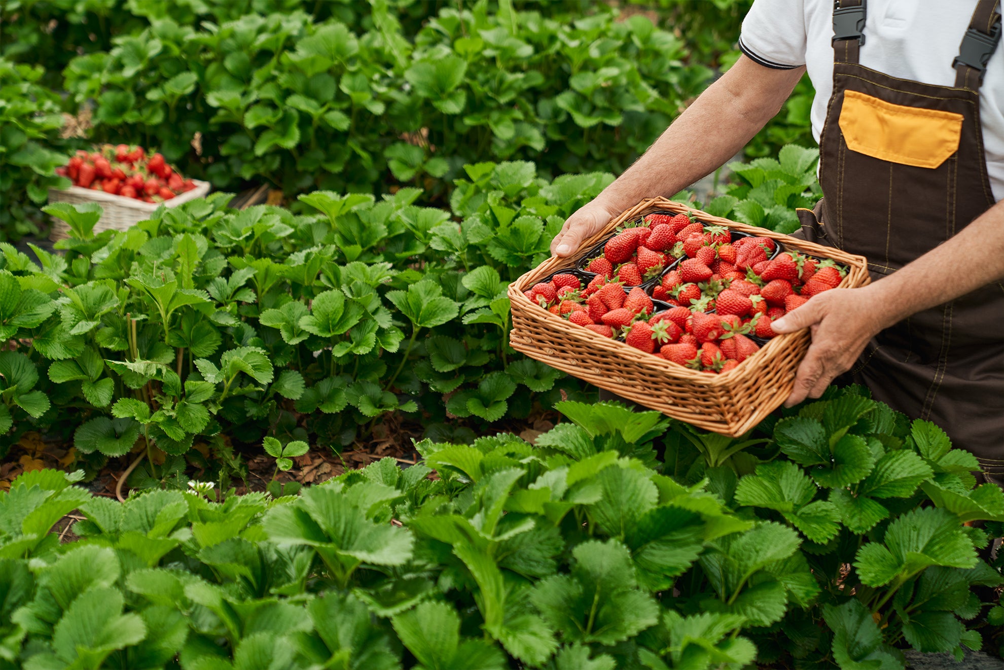 High quality minerals and fertilizers for Superior Agricultural Crops ...